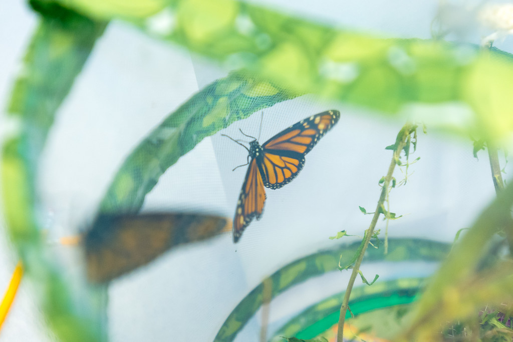 Monarch Butterfly Conservation – The Native Plant Gardener's Notebook